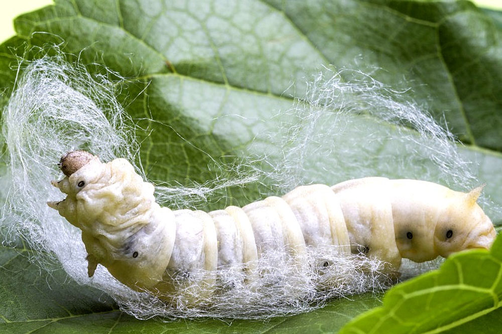 The Long and Fascinating History of Silk