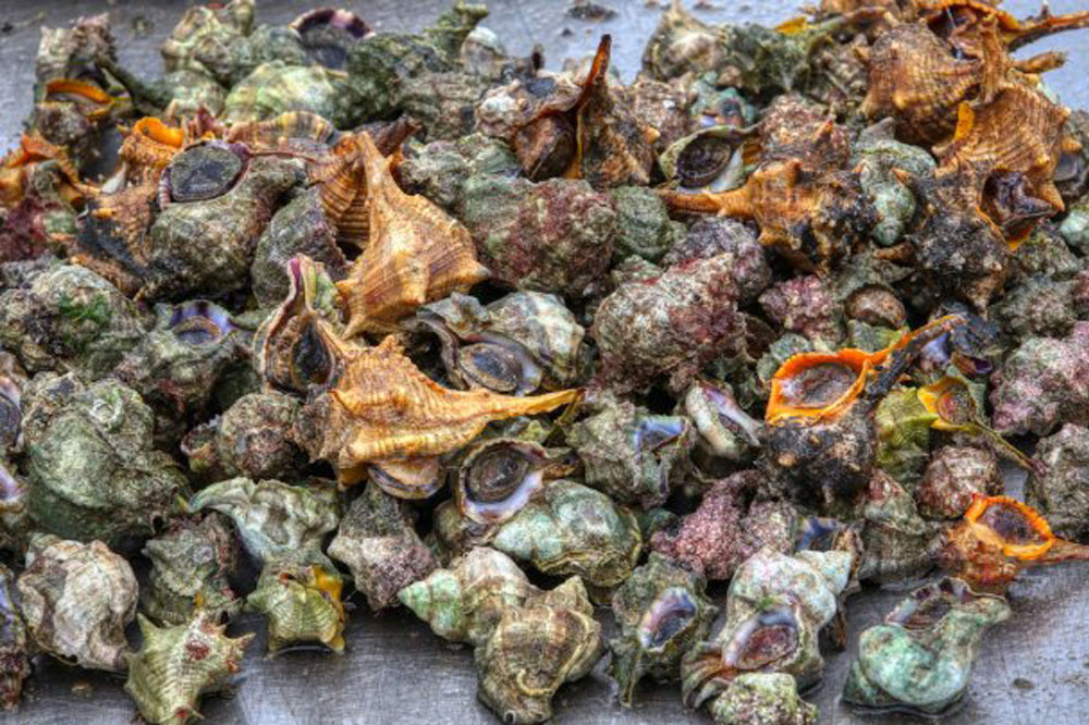 Natural Dyes and the Art of Lasting Color