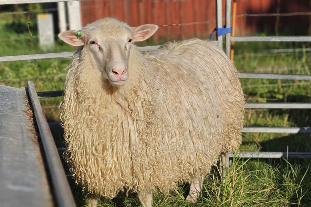 The Textured History of Scandinavia: Ryas vs Rag Rugs